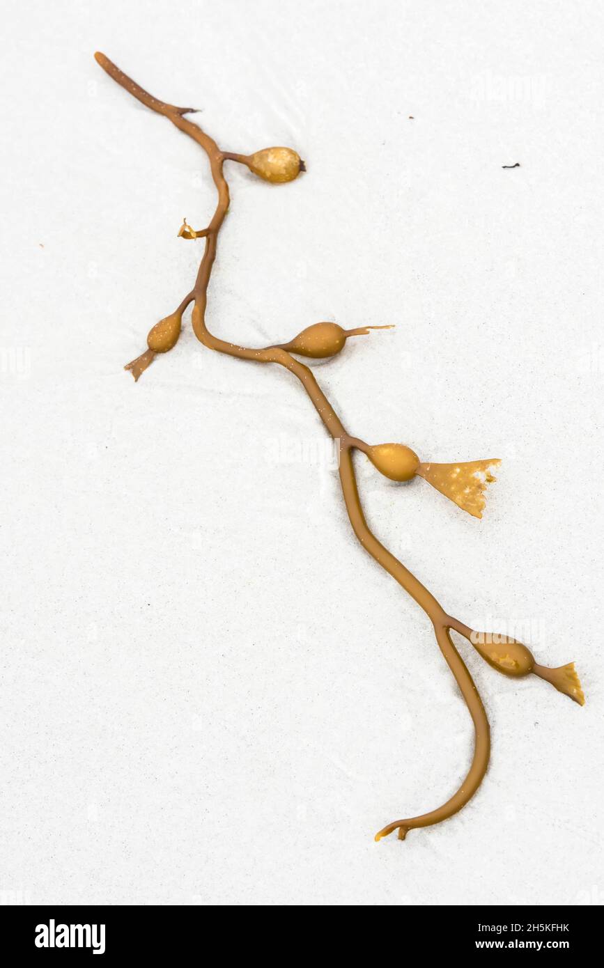 Abstract pattern of a strand of brown kelp (Laminariales) buried in the ...