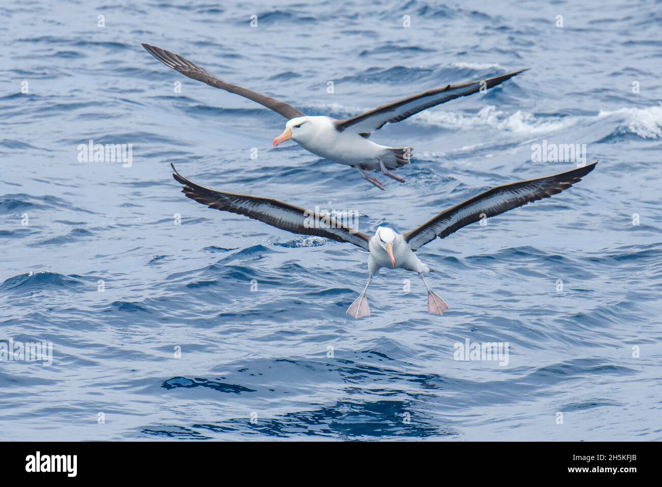 A pair of black-browed albatrosses (Thalassarche melanophrys) flying ...