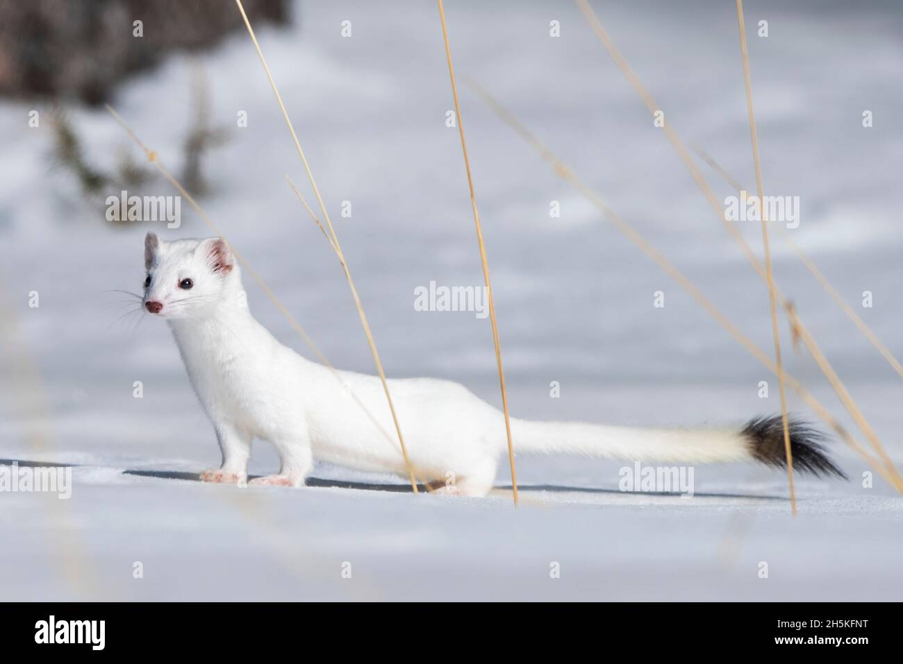 White short tail weasel hi-res stock photography and images - Alamy