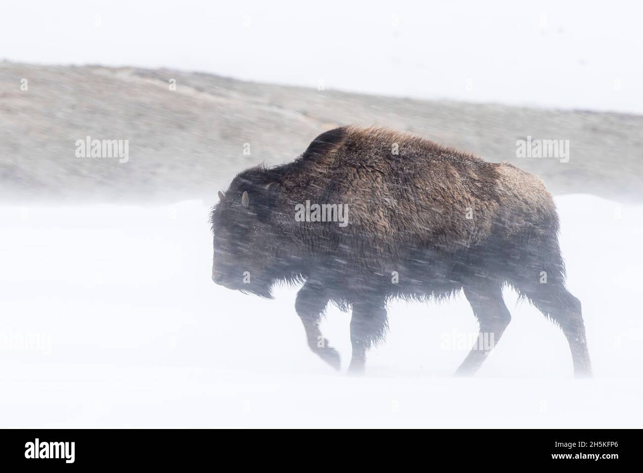 A Bison (Bison bison) walking against the blowing snow in a blizzard ...