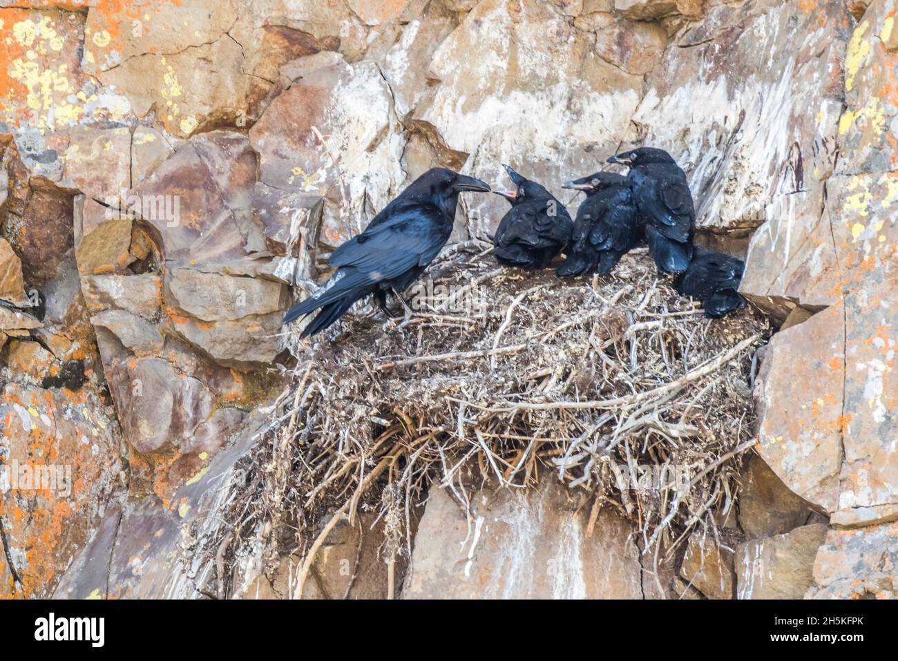 Ravens (Corvus corax) perched in their nest with their chicks on a ...