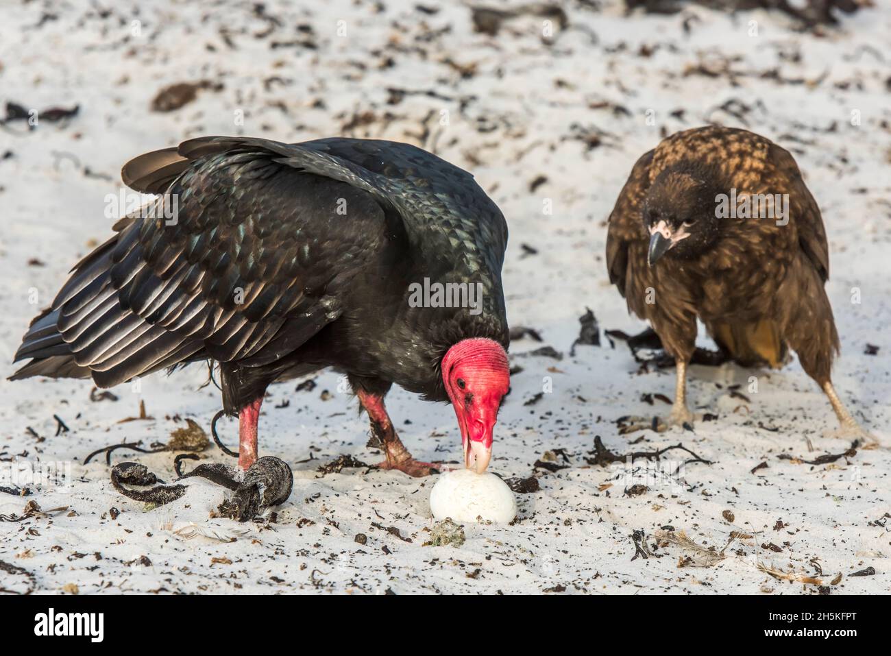 Trukey vulture hi-res stock photography and images - Alamy