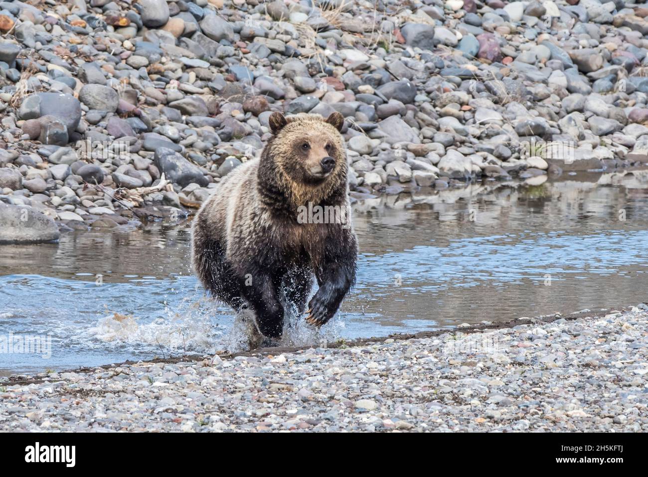 Grizzly Bear Running Away