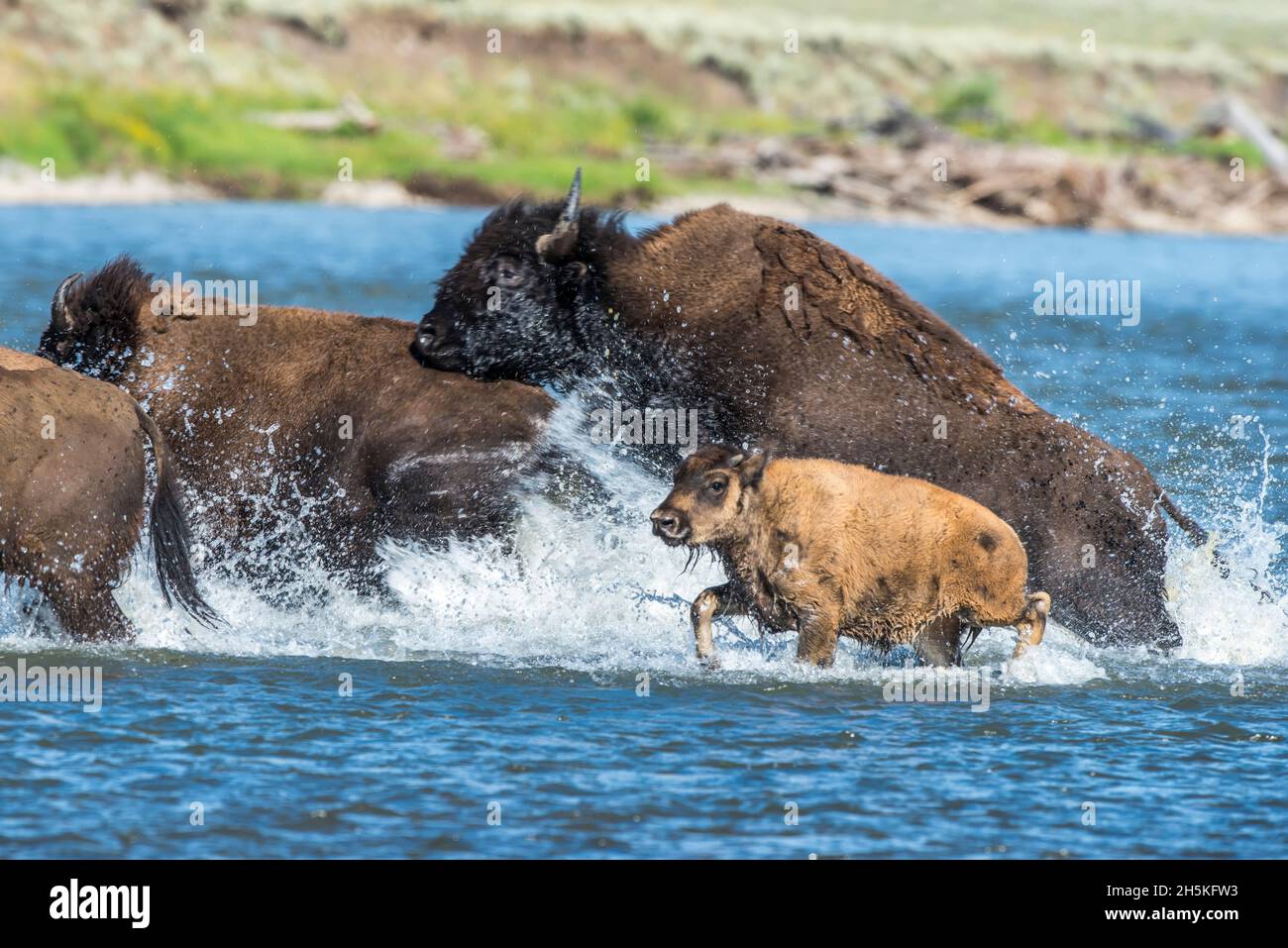 Herd of American bison (Bison bison) splashing through the Lamar River ...