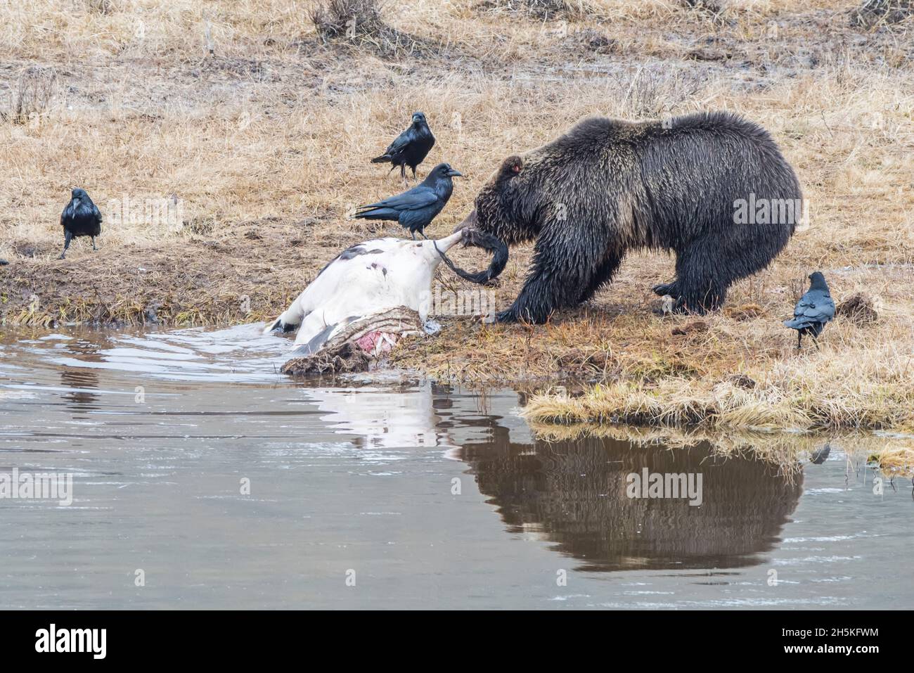 Brown bear (Ursus arctos) pulling bison carcass out of the water onto ...