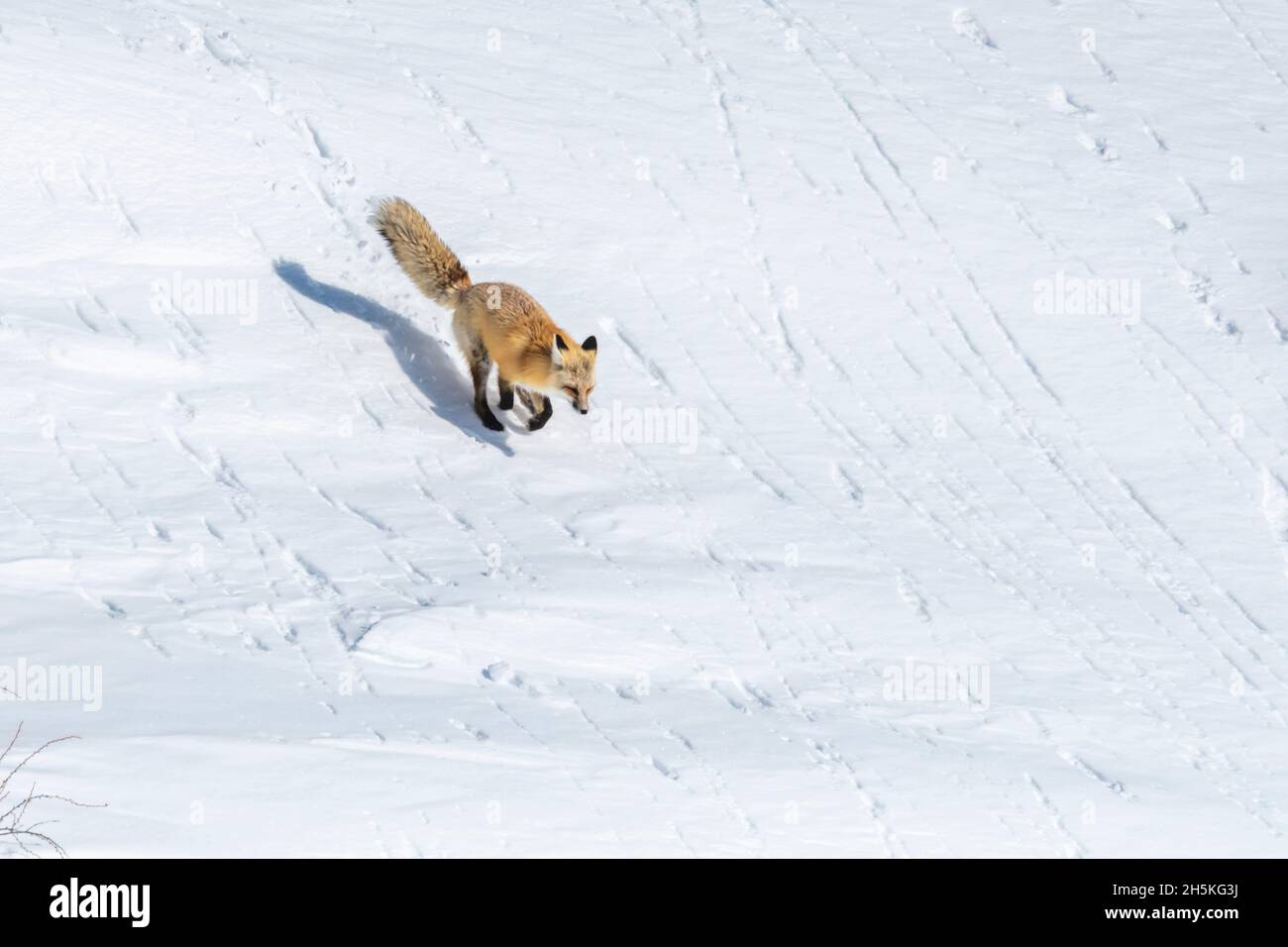 Fox tracks in snow hi-res stock photography and images - Alamy