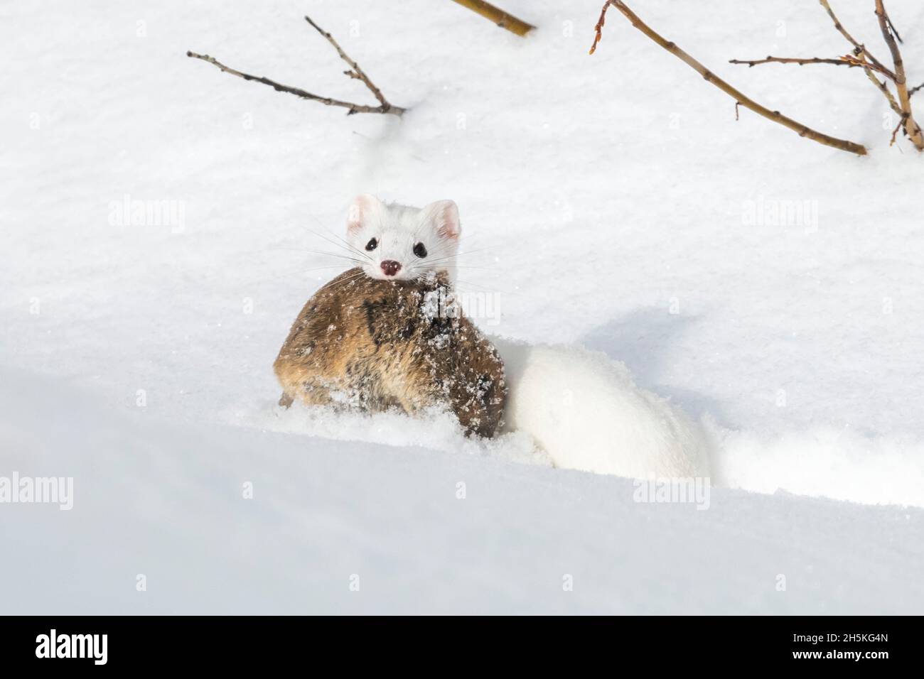 A short-tailed weasel (Mustela erminea) camouflaged in its white winter ...