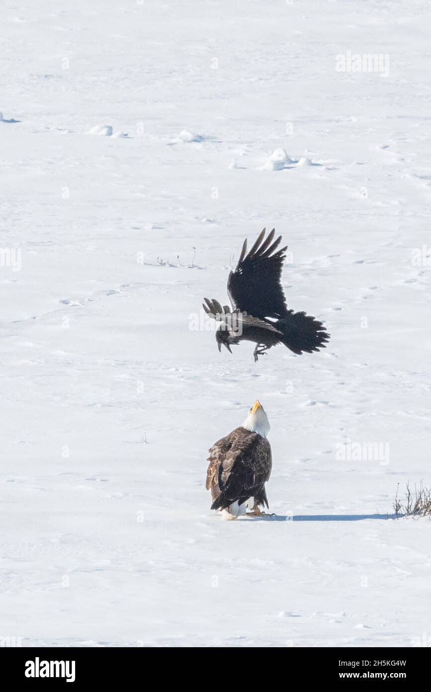 Raven and eagle hi-res stock photography and images - Alamy