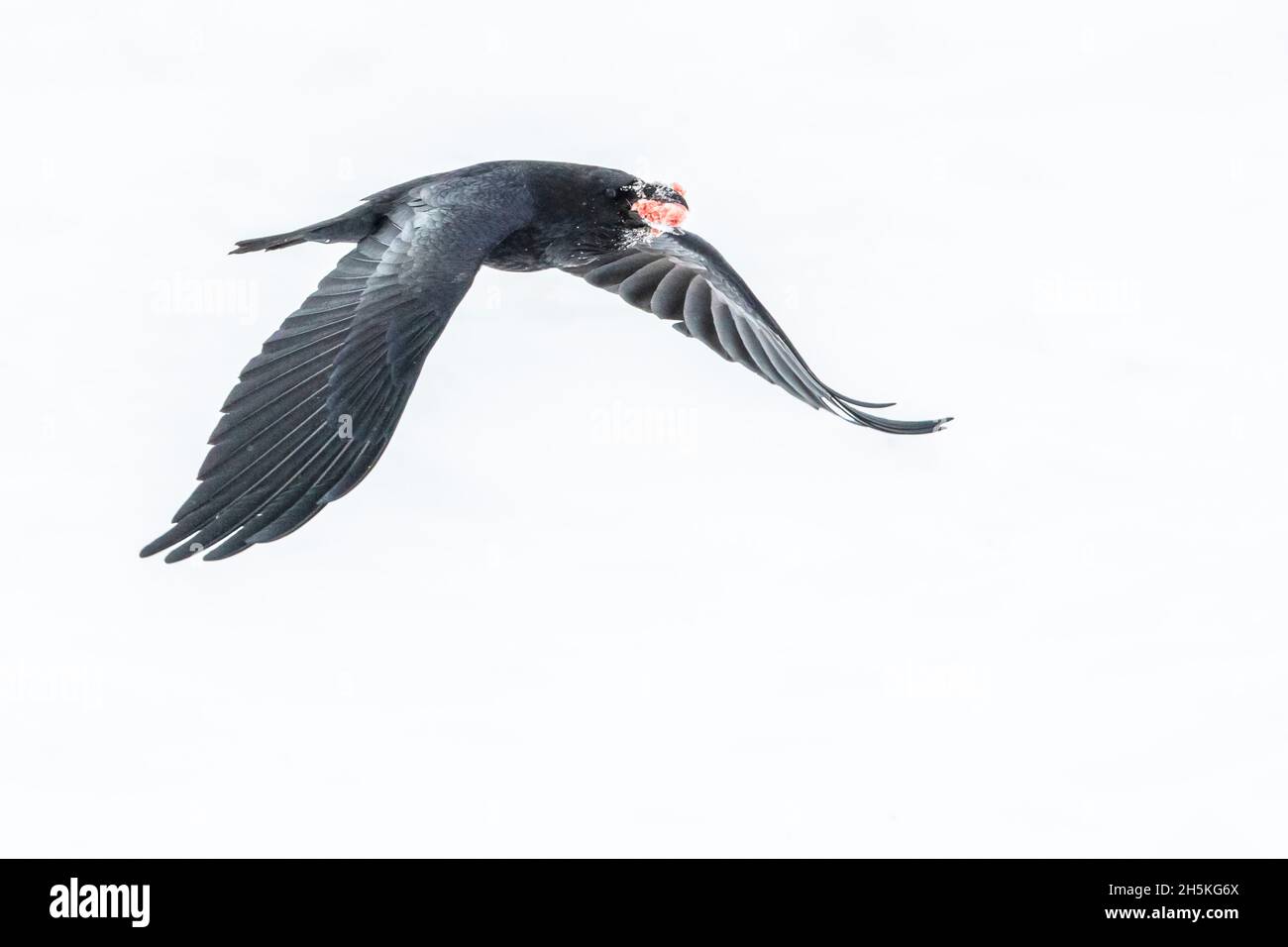 Common raven in full flight hi-res stock photography and images - Alamy