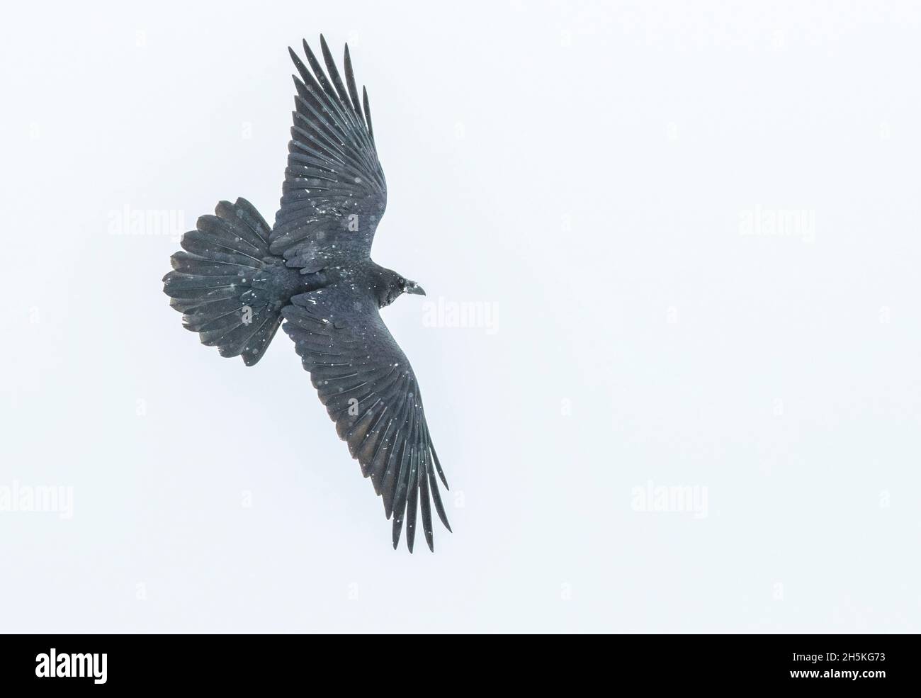 Common raven in full flight hi-res stock photography and images - Alamy