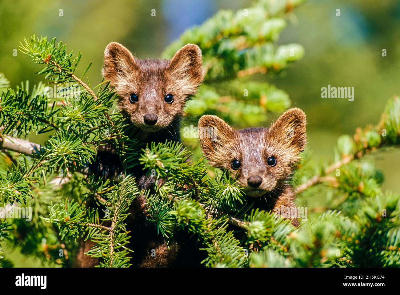 Portrait of two American martens (Martes americana) looking at camera ...