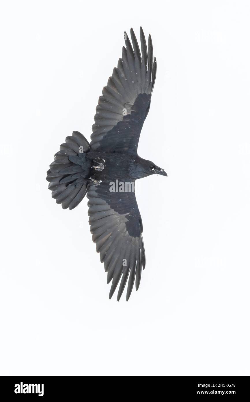 Portrait united states air Cut Out Stock Images & Pictures - Alamy