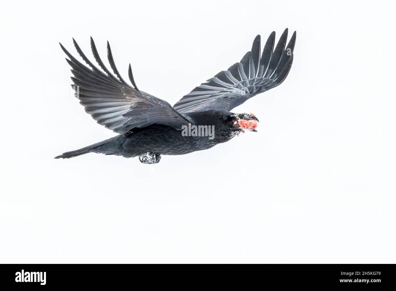 Common raven in full flight hi-res stock photography and images - Alamy