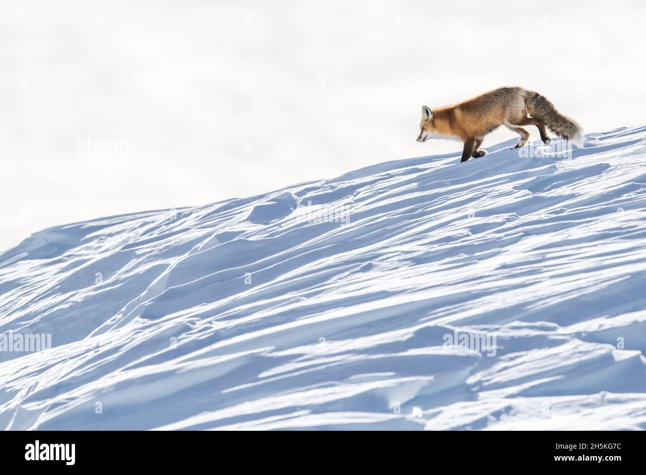 Yellowstone winter red fox hi-res stock photography and images - Alamy