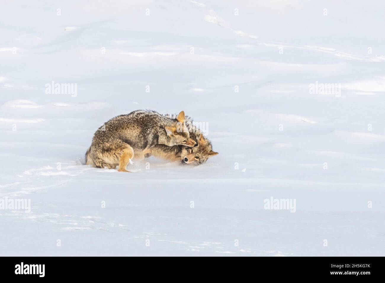 Coyotes (Canis latrans) fighting in the snow; Montana, United States of ...
