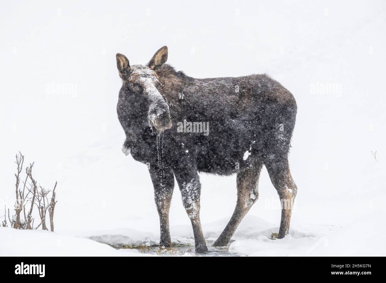 Frost covered park hi-res stock photography and images - Alamy
