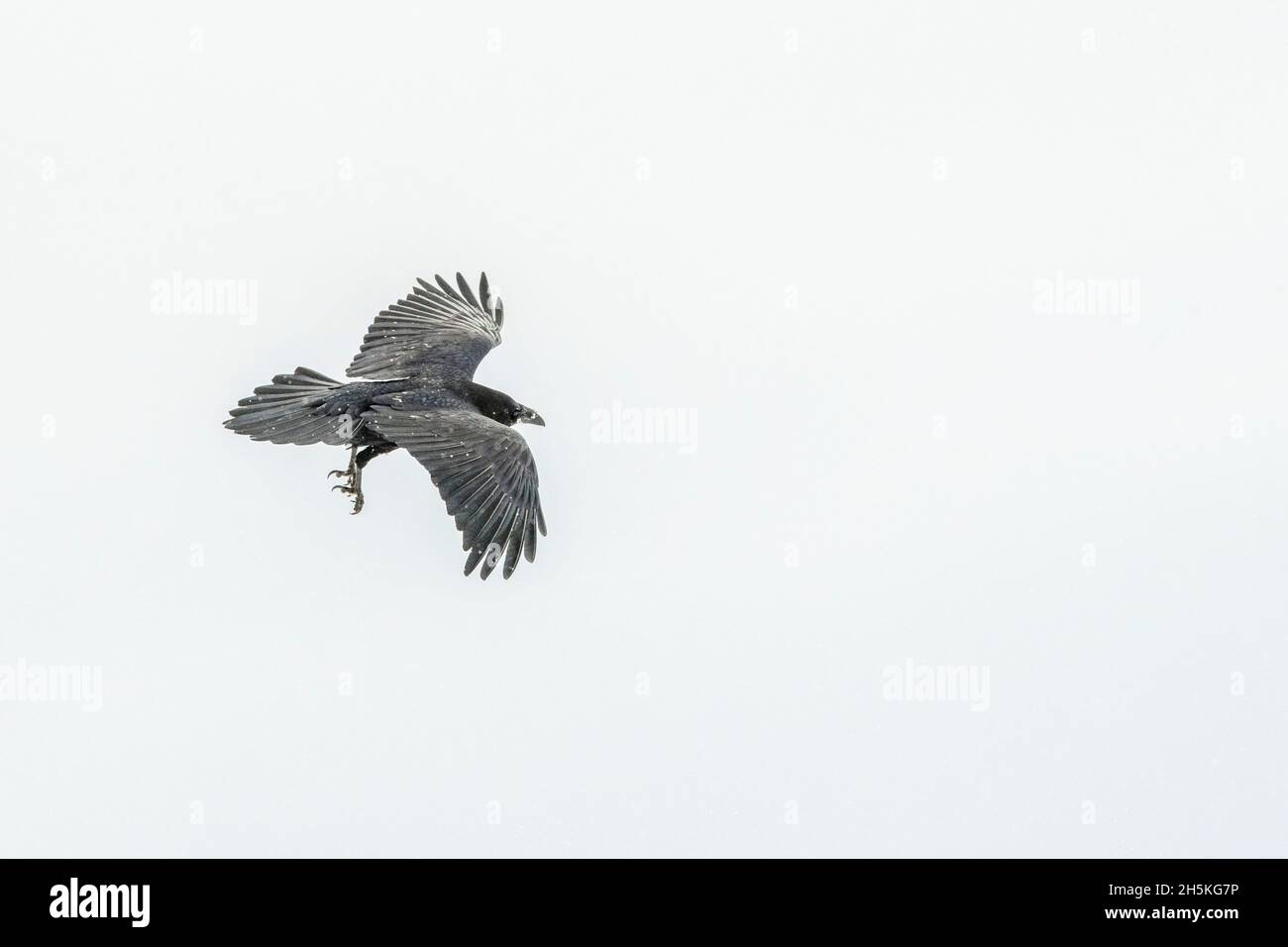 Common raven in full flight hi-res stock photography and images - Alamy