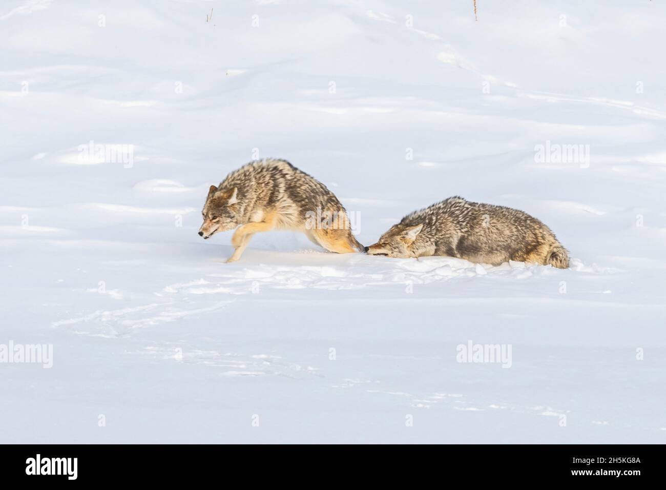 Coyotes (Canis latrans) fighting in the snow; Montana, United States of ...
