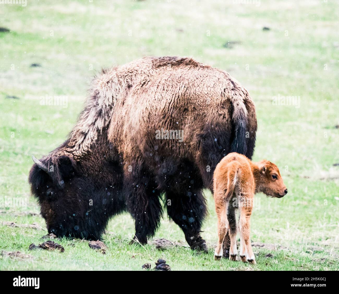 Cow bison hi-res stock photography and images - Alamy