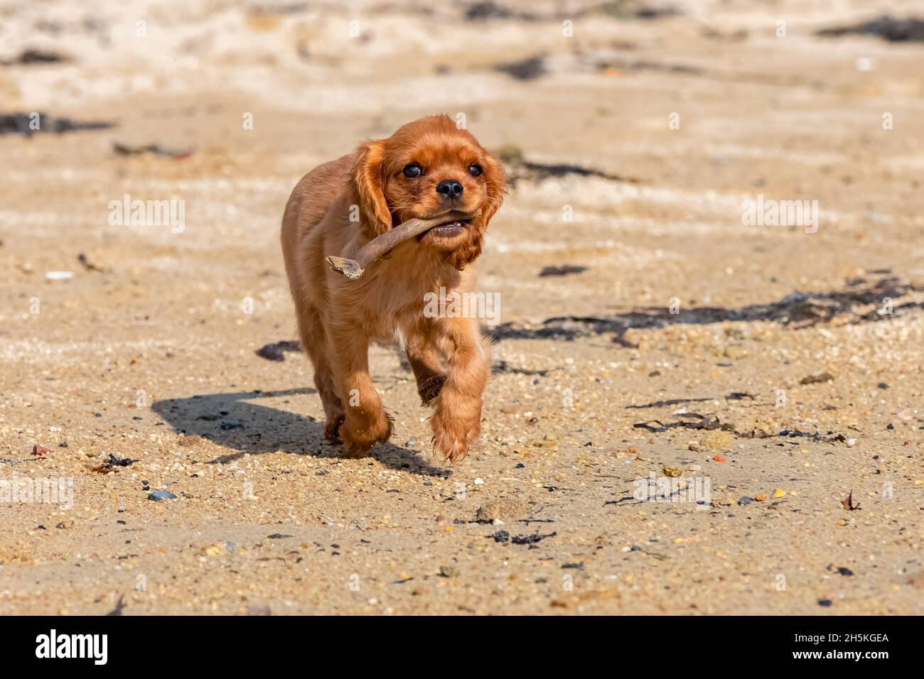 A ruby puppy running Stock Photo - Alamy