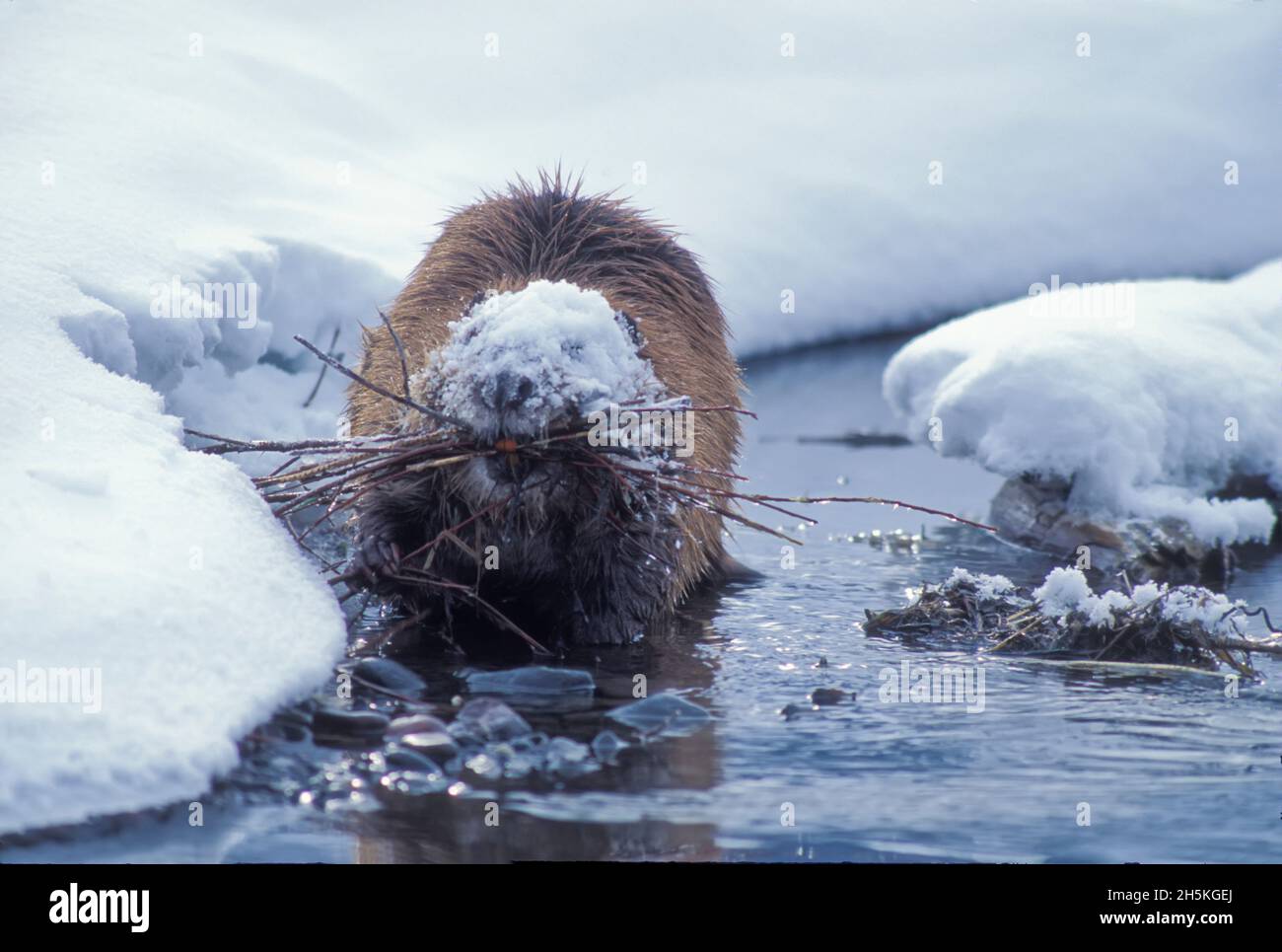 Close-up portrait of a North American beaver (Castor canadensis) in the ...