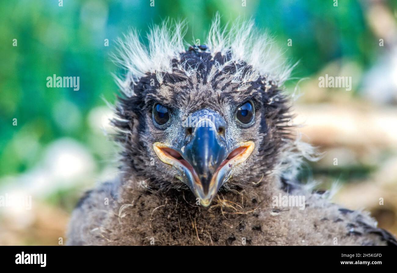 Close-up portrait of a bald eagle chick (Haliaeetus leucocephalus ...