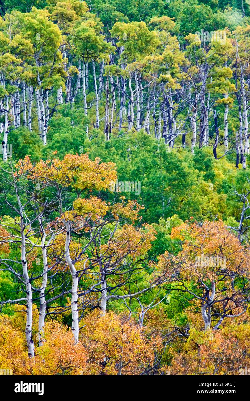 Quaking Aspens (Populas tremuloides) in golden fall foliage in autumn ...