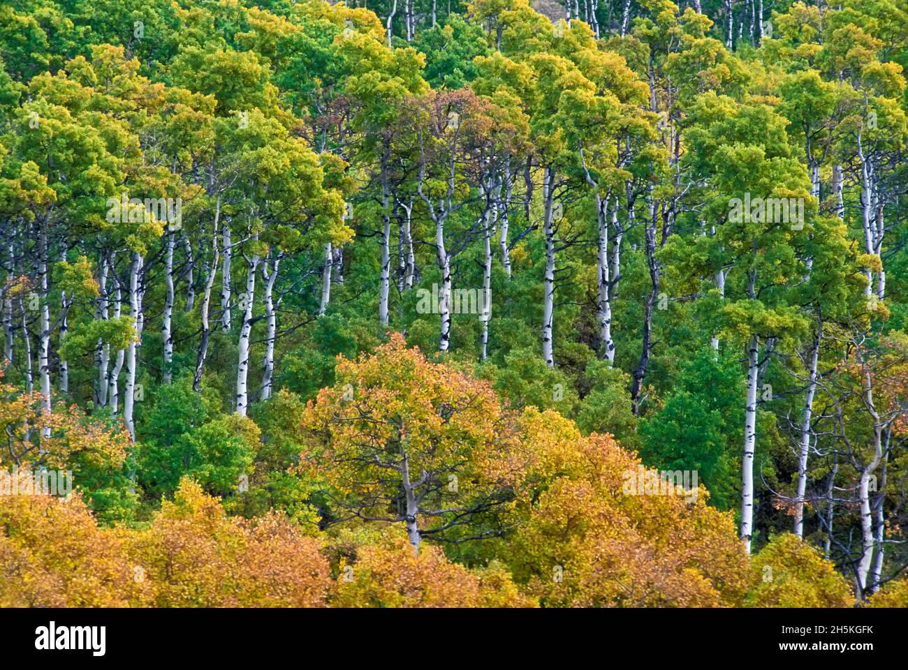 Quaking Aspens (Populas tremuloides) in golden fall foliage in autumn ...