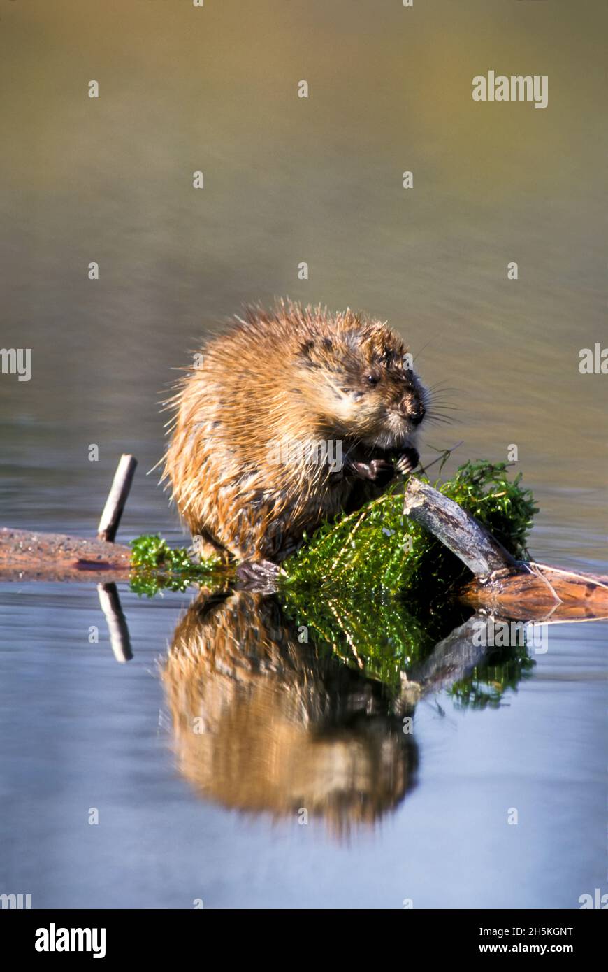 Muskrat hand hi-res stock photography and images - Alamy
