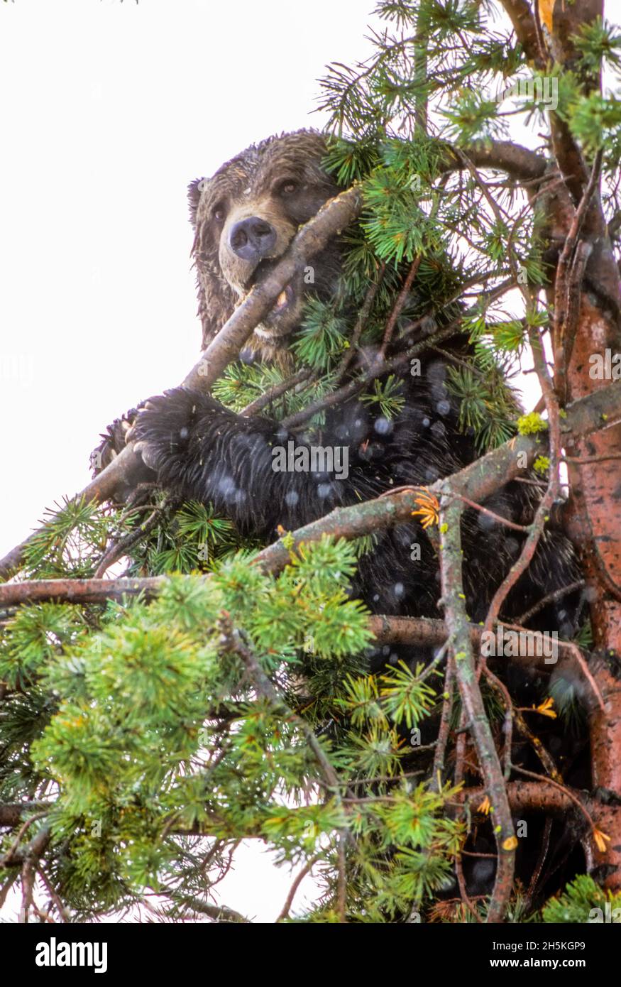 Whitebark pine yellowstone hi-res stock photography and images - Alamy