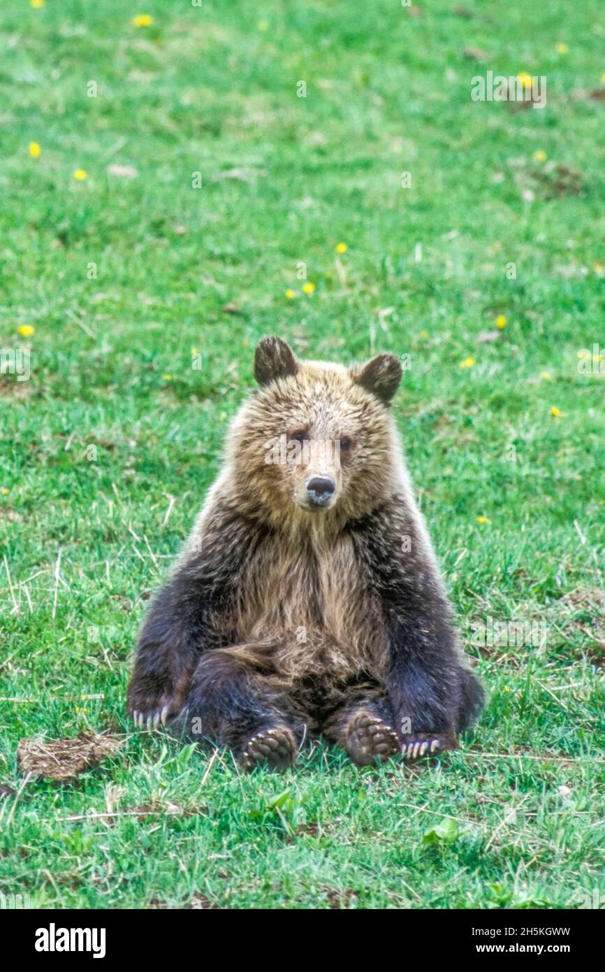 Cute brown bear cub hi-res stock photography and images - Alamy