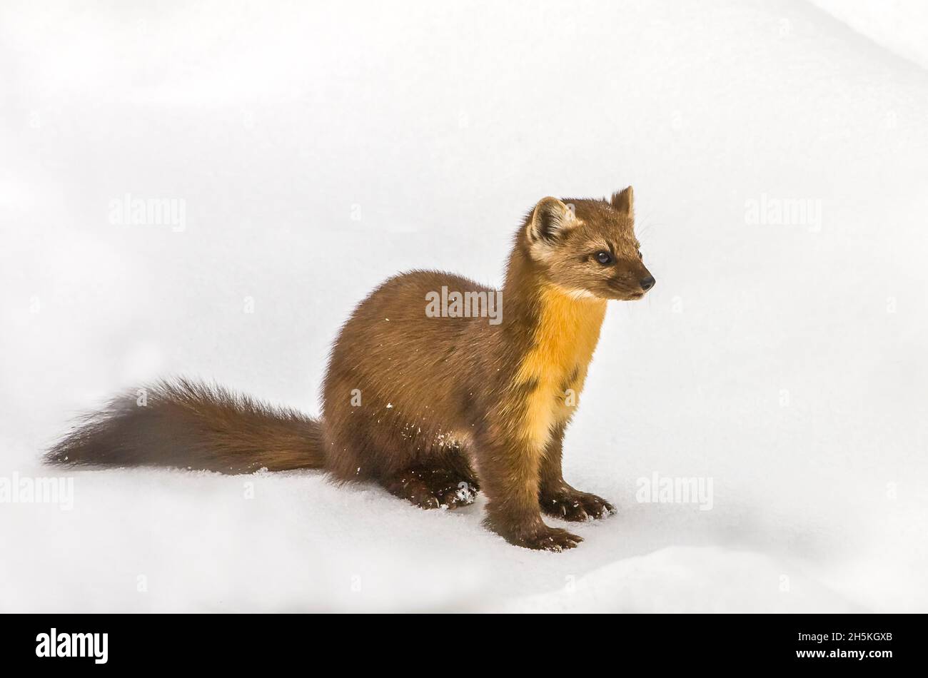 Portrait of an American marten (Martes americana) sitting in the snow ...