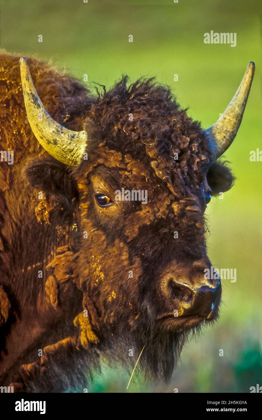Close-up portrait of an American bison cow (Bison bison) looking at ...