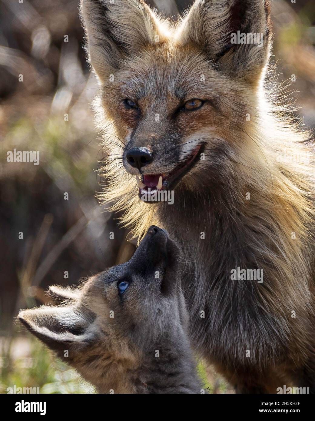 Fox mother cub kit hi-res stock photography and images - Alamy