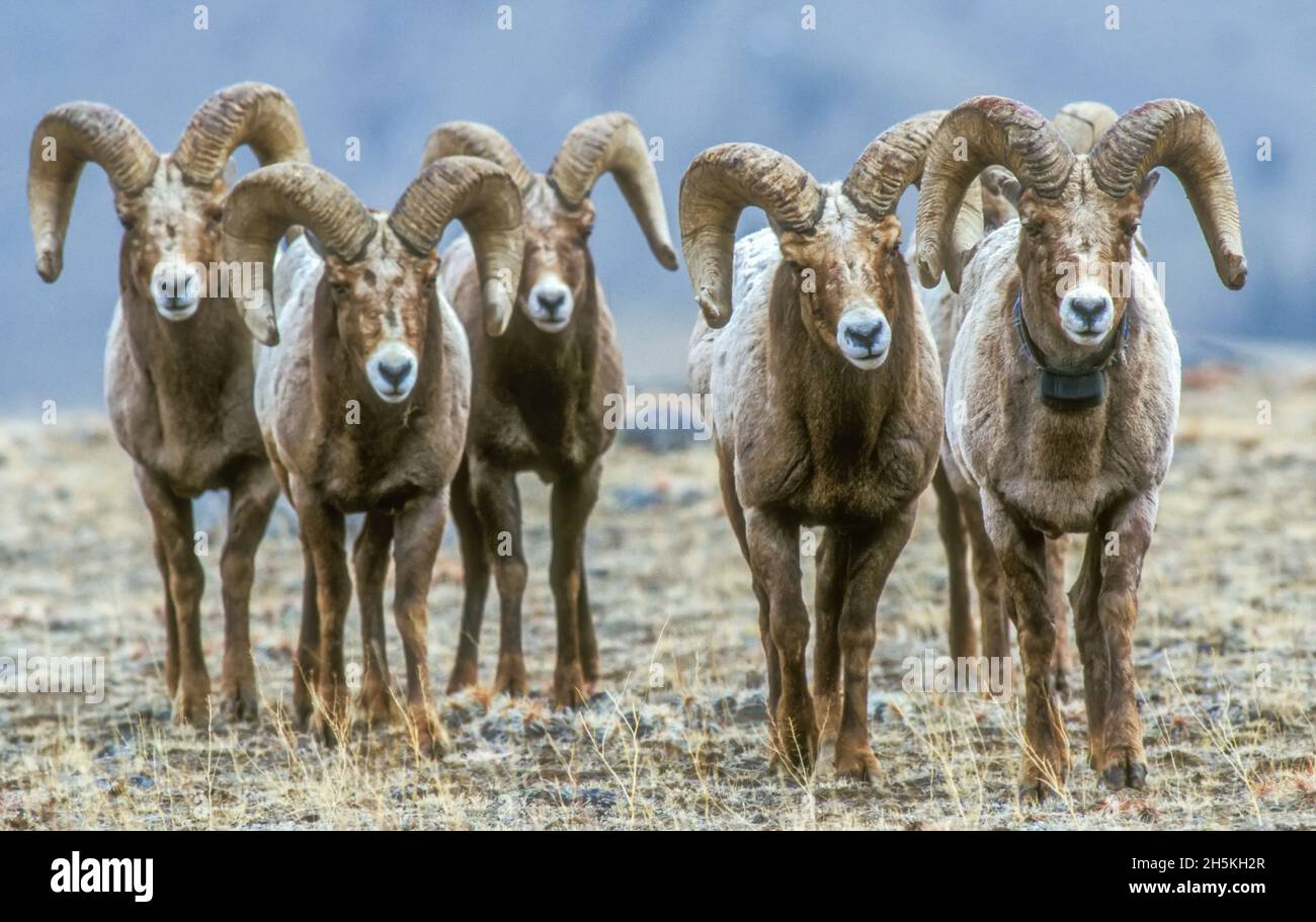 Portrait of five, full curl, bighorn sheep rams standing in a filed and ...