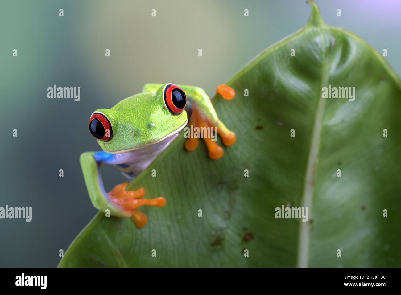 Red eyed tree frogs on leaf Stock Photo - Alamy