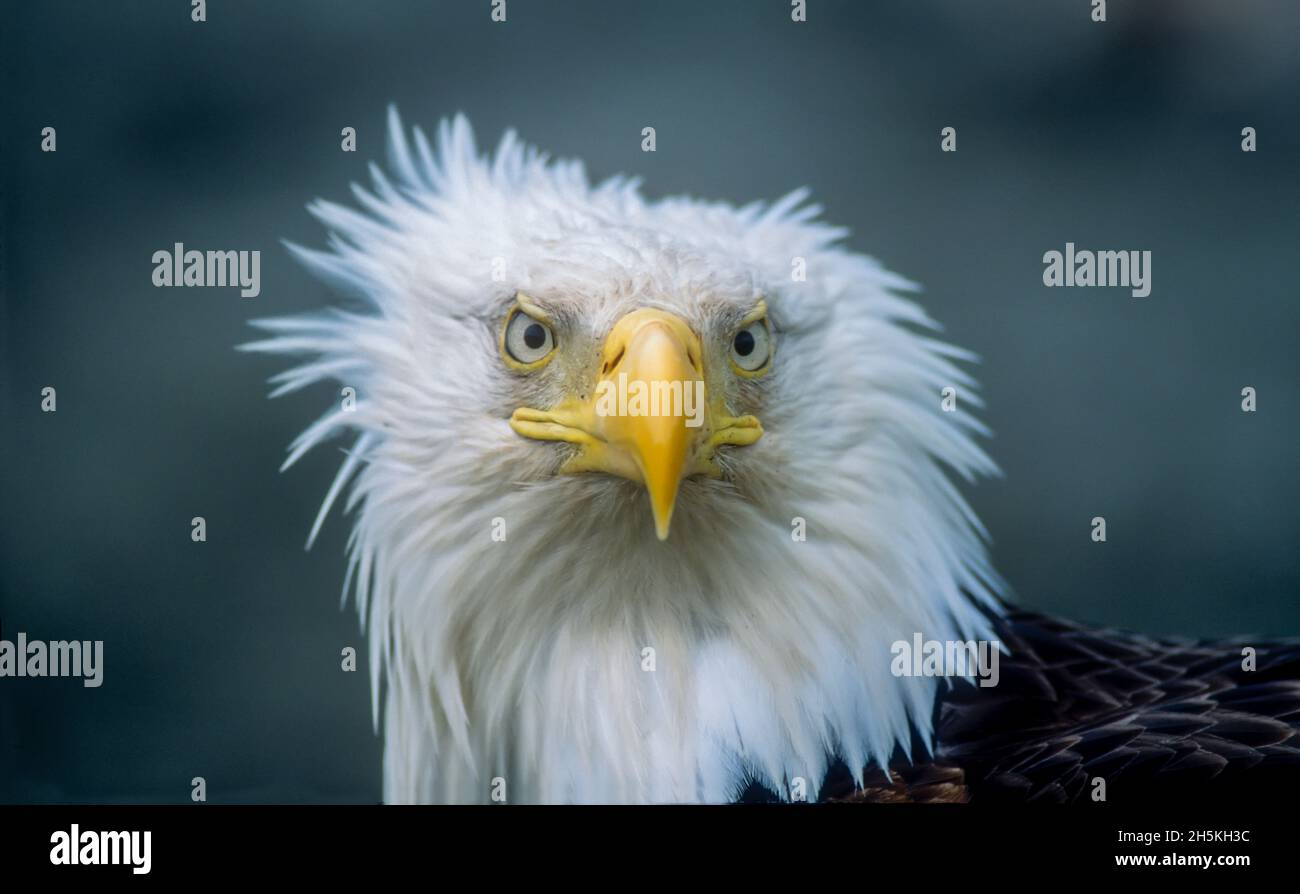 Close-up portrait of an American bald eagle (Haliaeetus leucocephalus) with wind ruffled ...