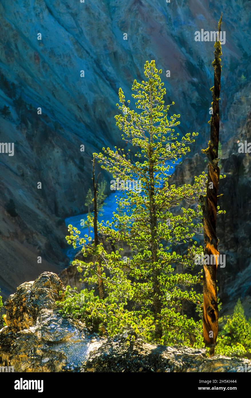 Lodgepole pine pinus contorta hi-res stock photography and images - Alamy