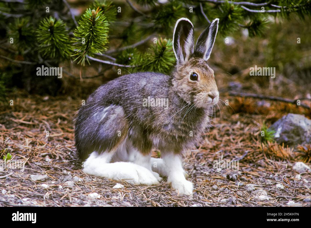 Snowshoe hare feet hi-res stock photography and images - Alamy