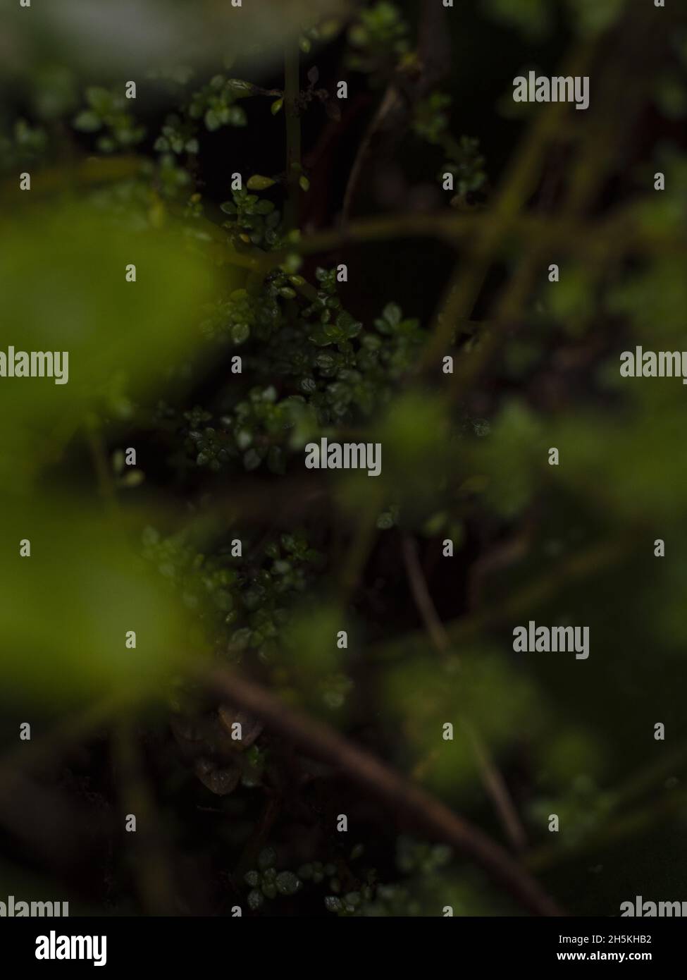 Selective focus of greenery covered in raindrops in a field with a ...