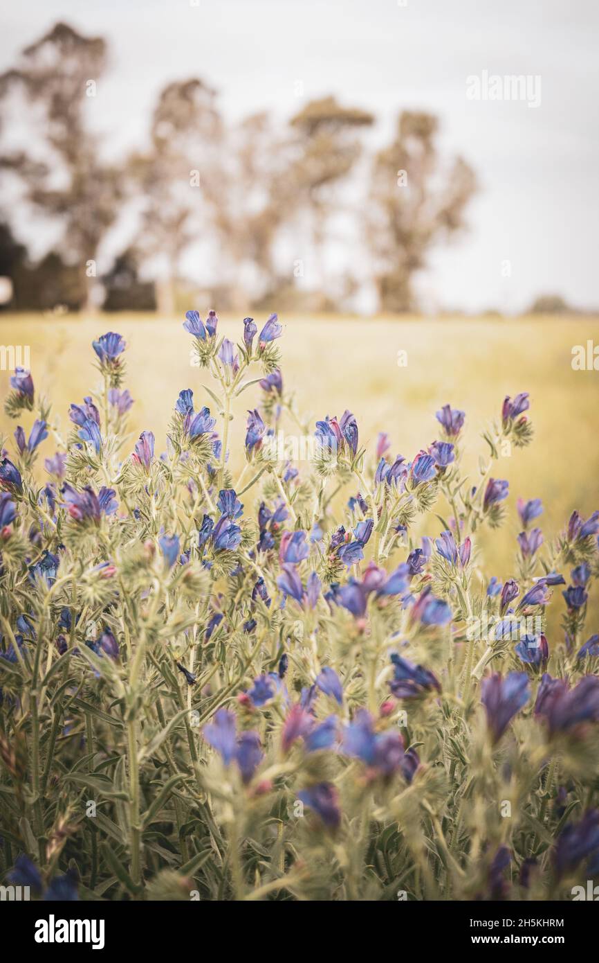 Yerba with violet flowers in the spring of an Argentine field Stock ...