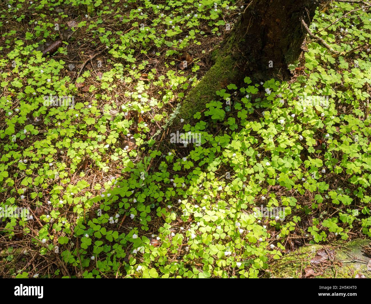 Herb-rich forest ground covered by wood sorrel Stock Photo - Alamy