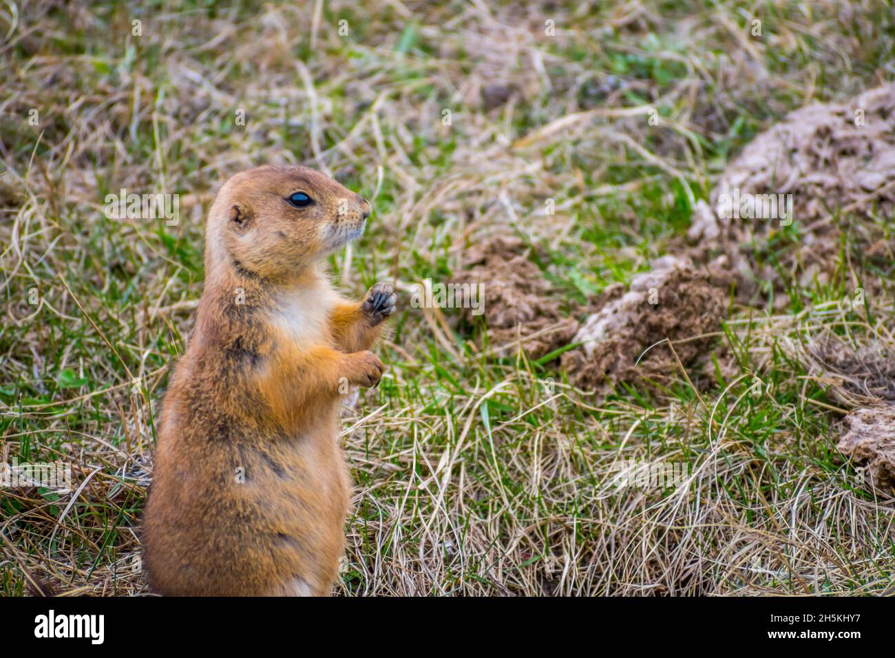 Little herbivorous burrowing rodents in the grassland of the preserve ...
