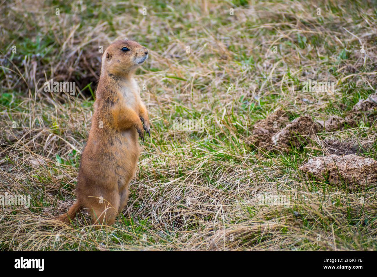 Little herbivorous burrowing rodents in the grassland of the preserve ...