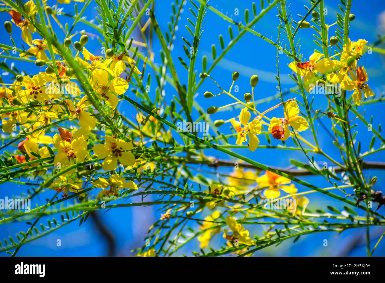 A rare species of a flowering bushes in the National Wildlife Refugee ...
