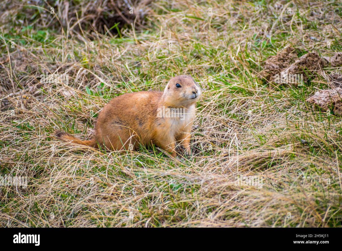 Little herbivorous burrowing rodents in the grassland of the preserve ...
