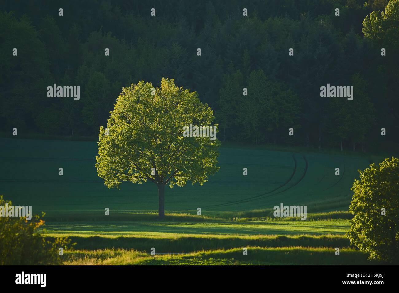 Common oak or pedunculate oak (Quercus robur) tree in late day light ...
