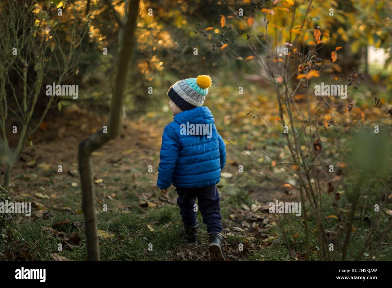Back view of small boy wandering in garden wearing blue jacket a Stock ...