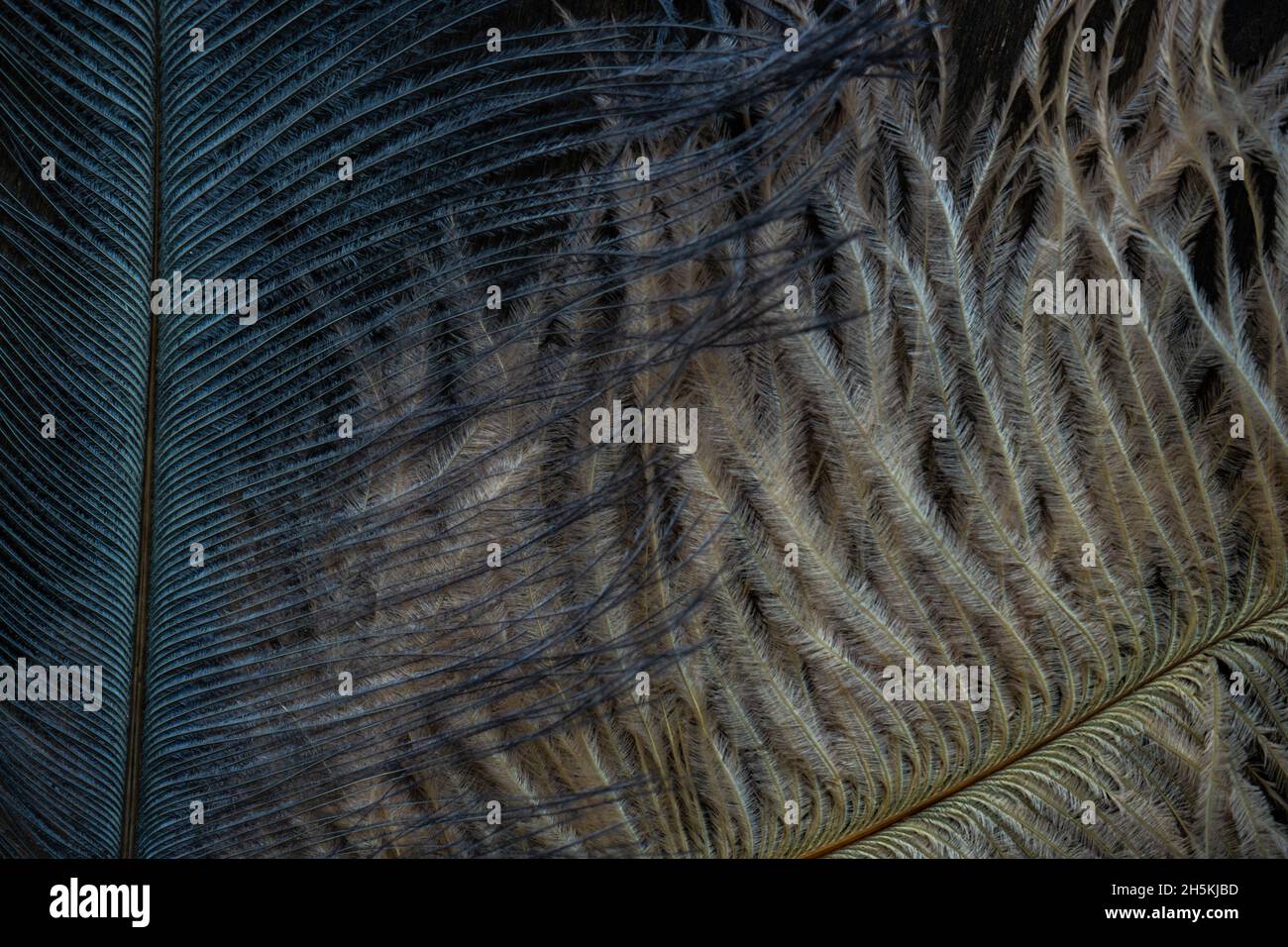 Natural background with close up of birds feathers Stock Photo - Alamy
