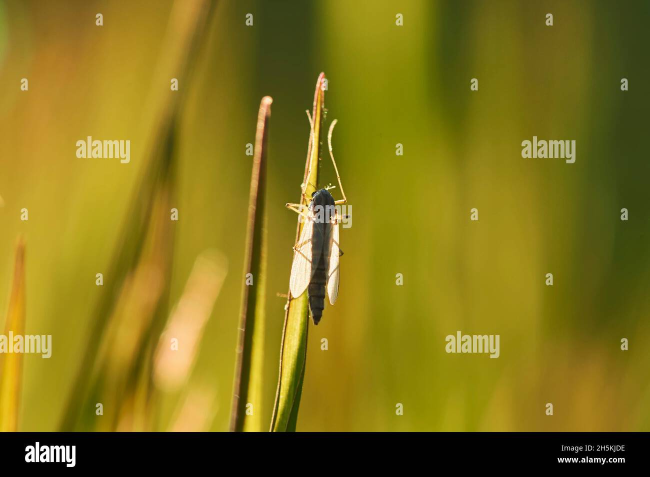 Robber Fly (Asilus rufibarbis) on a grass stalk; Bavaria, Germany Stock ...